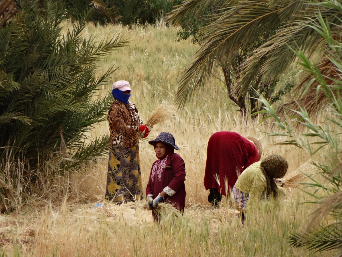 Vallée du Draâ - Le Maroc authentique